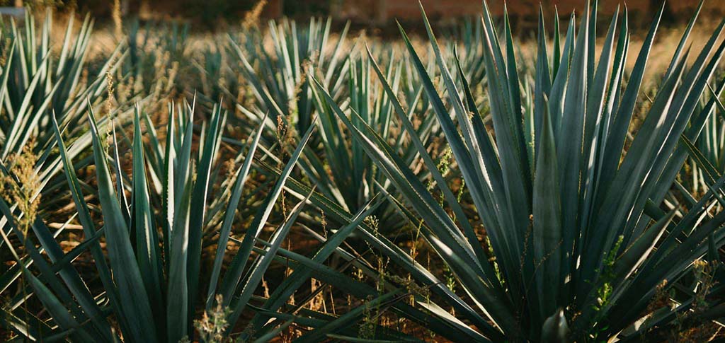 ROOF Members Happenings - River House at Odette's